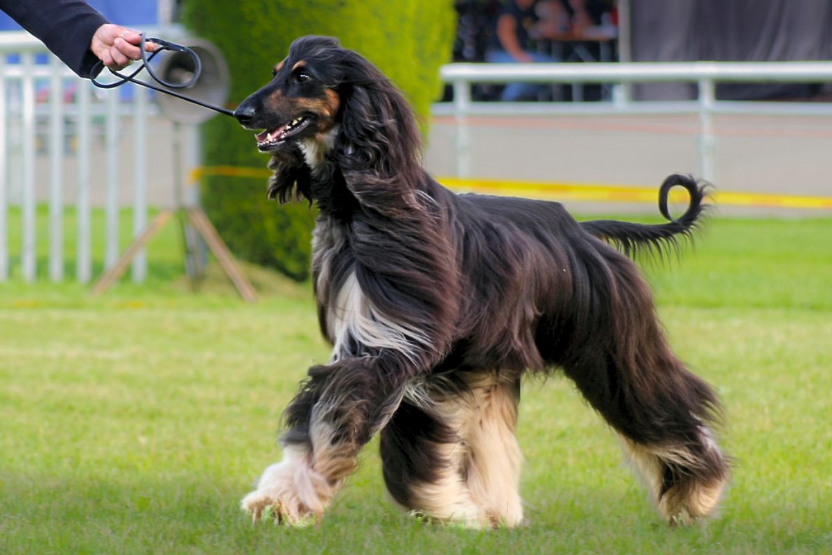 Top 14 Fastest Dog Breeds - Blink And You'll Miss Them!!
