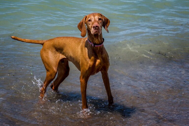 Top 14 Fastest Dog Breeds - Blink And You'll Miss Them!!