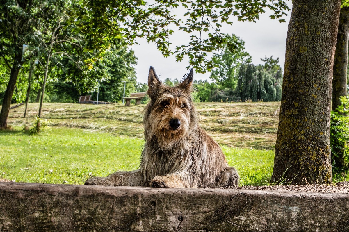 15 Most Beloved French Dog Breeds With Unmatched Style!!