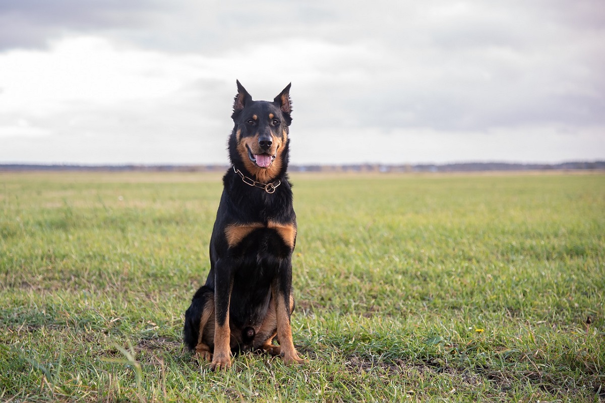15 Most Beloved French Dog Breeds With Unmatched Style!!