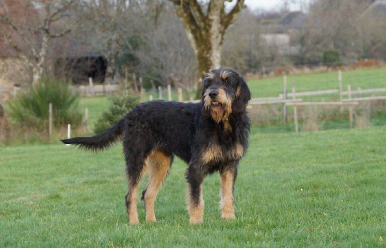 15 Most Beloved French Dog Breeds With Unmatched Style!!