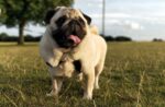 15 Of The Friendliest Dog Breeds Who Loves Everyone