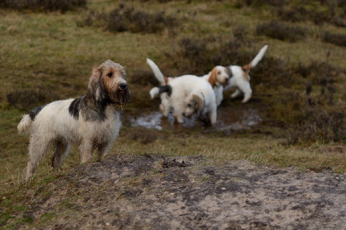 15 Of The Friendliest Dog Breeds Who Loves Everyone