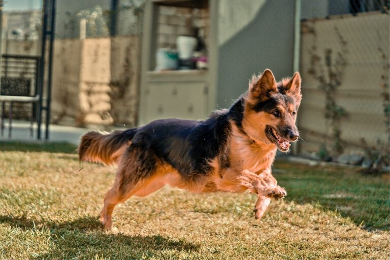 Top 14 Fastest Dog Breeds - Blink And You'll Miss Them!!