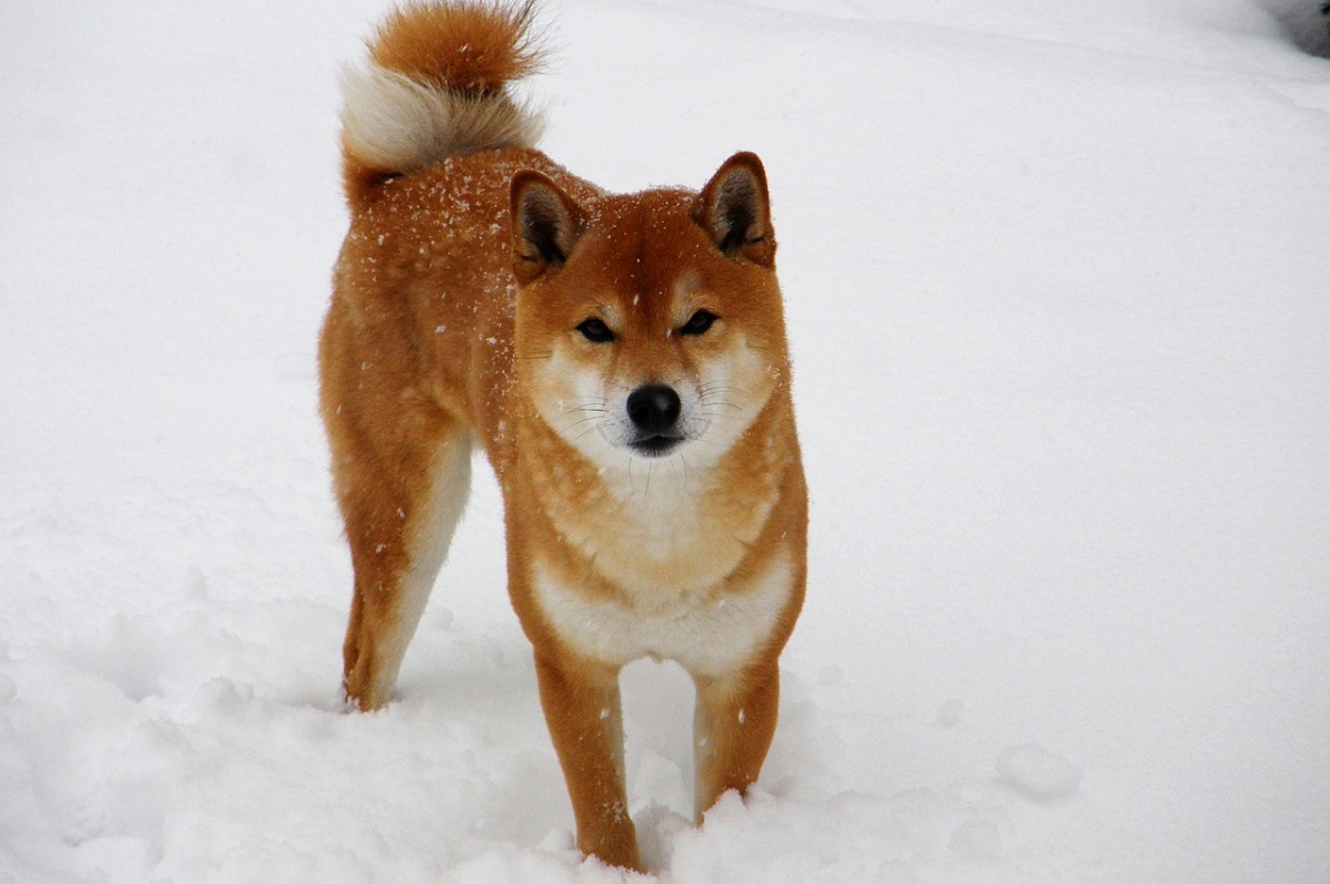 Top 17 Brown Dog Breeds To Complete Your Family