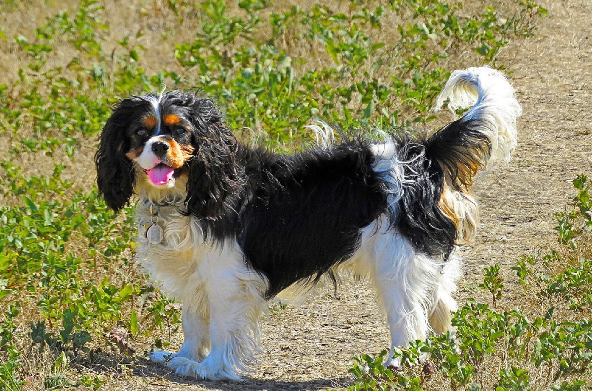 15 Of The Friendliest Dog Breeds Who Loves Everyone