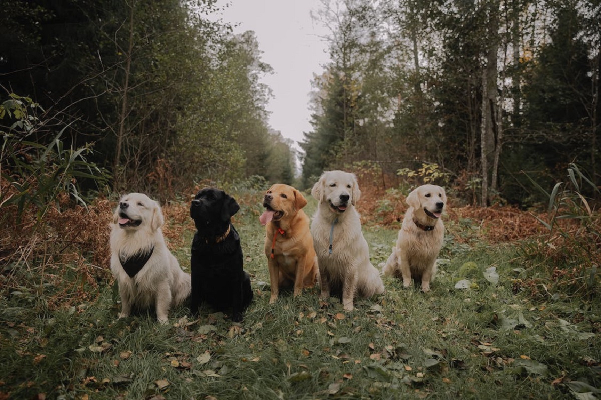 19 Best Dogs For Hunting - TOP DOG SITE