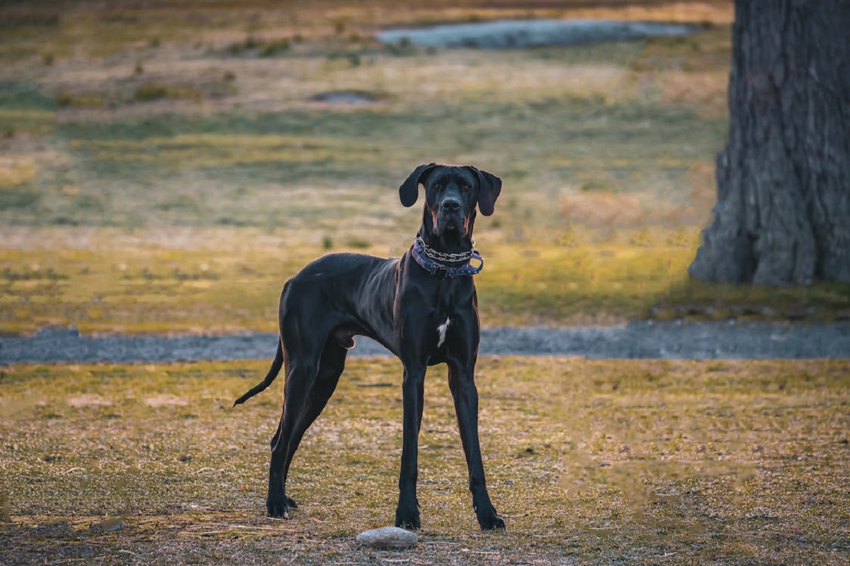 Top 14 Fastest Dog Breeds - Blink And You'll Miss Them!!