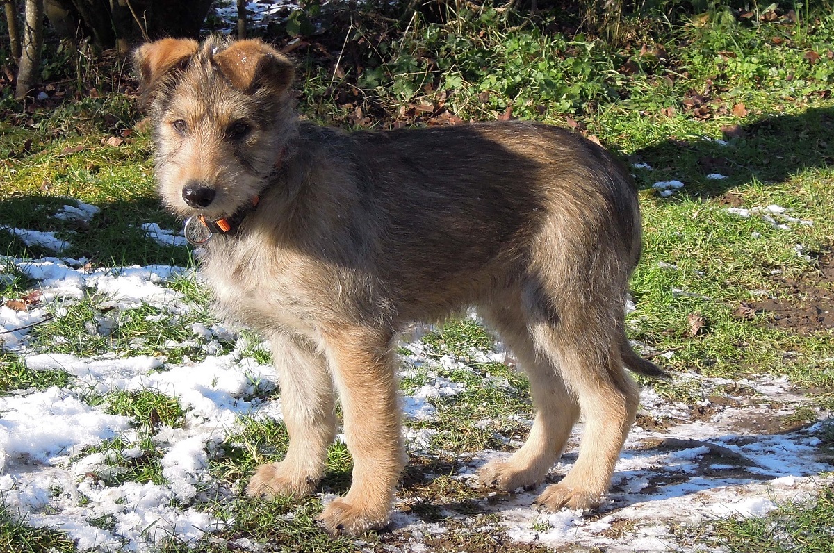 25 Herding Dog Breeds That Love To Work And Play