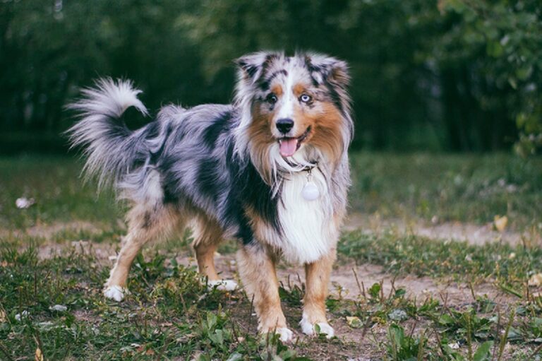 25 Herding Dog Breeds That Love To Work And Play