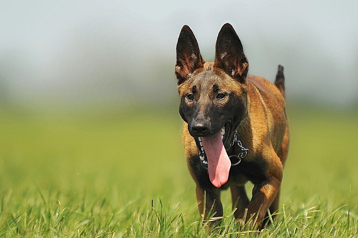 25 Herding Dog Breeds That Love To Work And Play