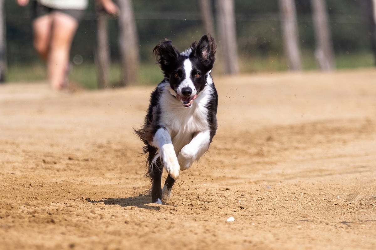 Top 14 Fastest Dog Breeds - Blink And You'll Miss Them!!