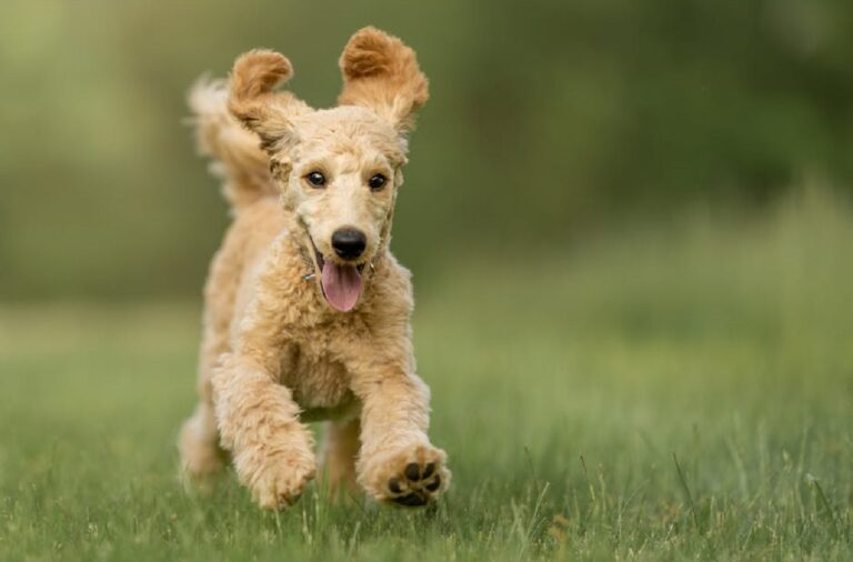 Top 14 Fastest Dog Breeds - Blink And You'll Miss Them!!