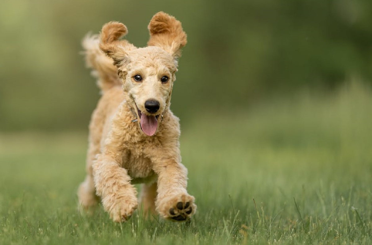 Top 14 Fastest Dog Breeds - Blink And You'll Miss Them!!