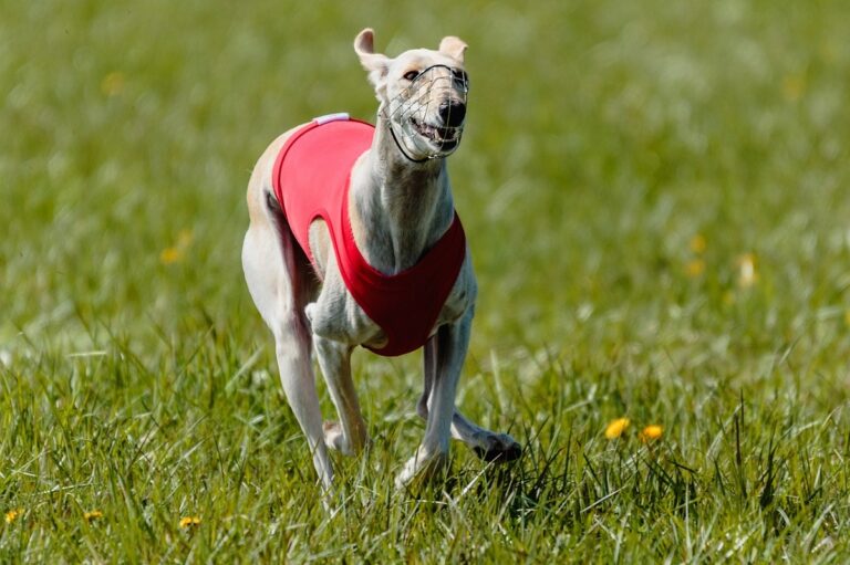 Top 14 Fastest Dog Breeds - Blink And You'll Miss Them!!