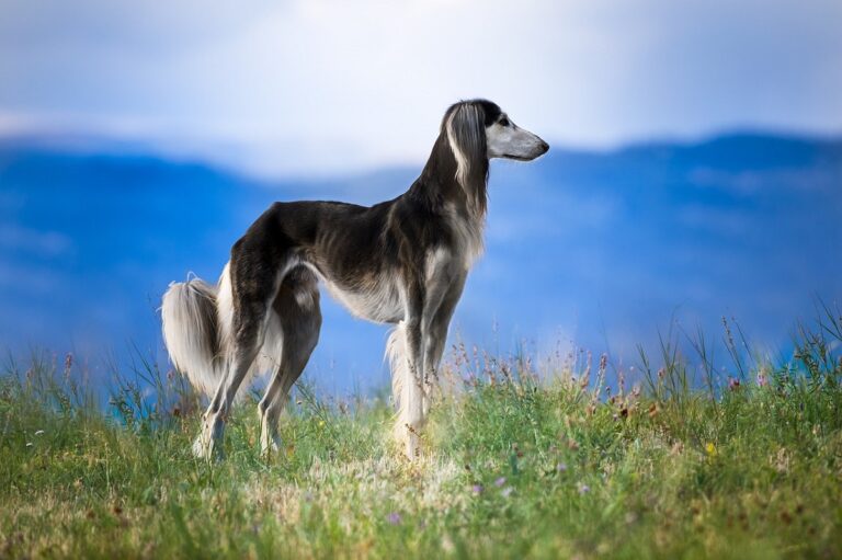 Top 14 Fastest Dog Breeds - Blink And You'll Miss Them!!