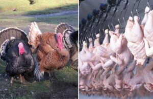 Startling Statistics: How Many Turkeys Are Killed Each Year?