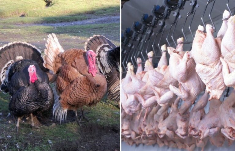 Startling Statistics: How Many Turkeys Are Killed Each Year?