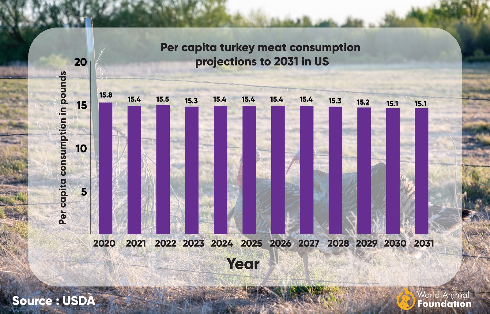 Startling Statistics: How Many Turkeys Are Killed Each Year?