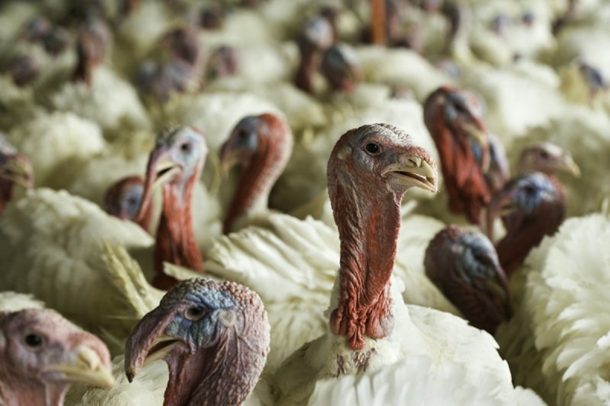Startling Statistics: How Many Turkeys Are Killed Each Year?