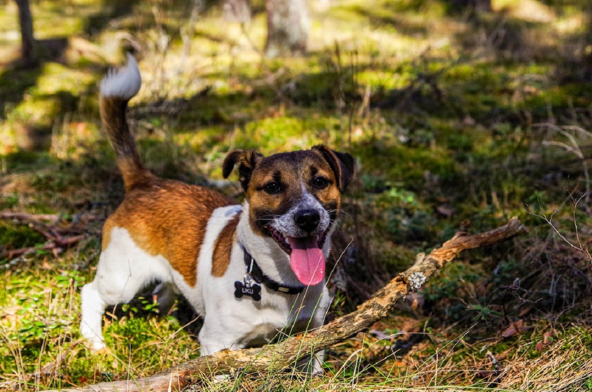 Hunting Dog Breeds: 19 Best Dogs For Hunting