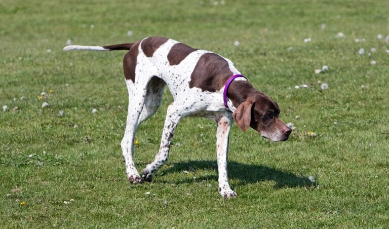 Hunting Dog Breeds: 19 Best Dogs For Hunting