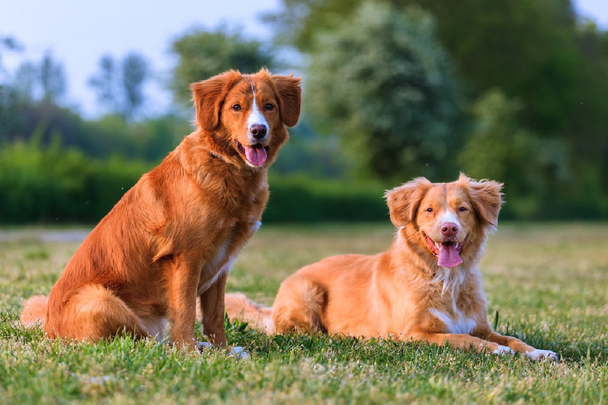 Hunting Dog Breeds: 19 Best Dogs For Hunting