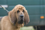 Hunting Dog Breeds: 19 Best Dogs For Hunting