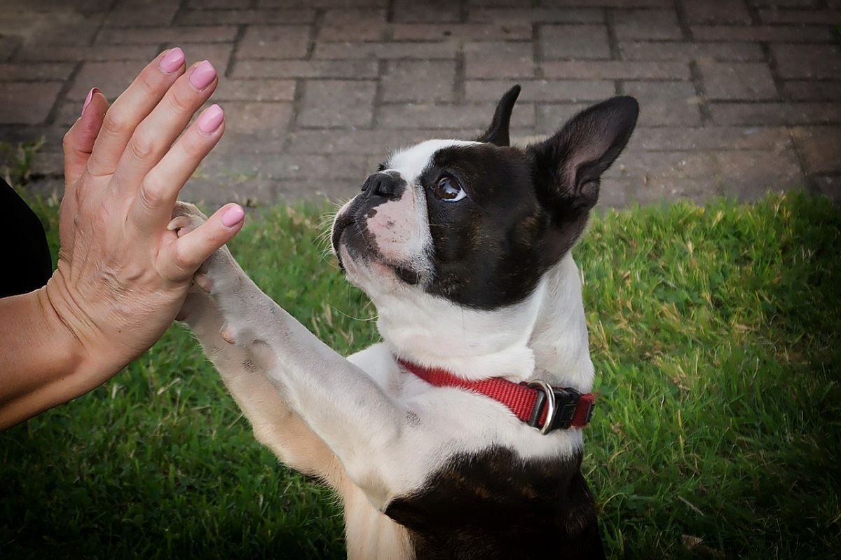 15 Of The Friendliest Dog Breeds Who Loves Everyone