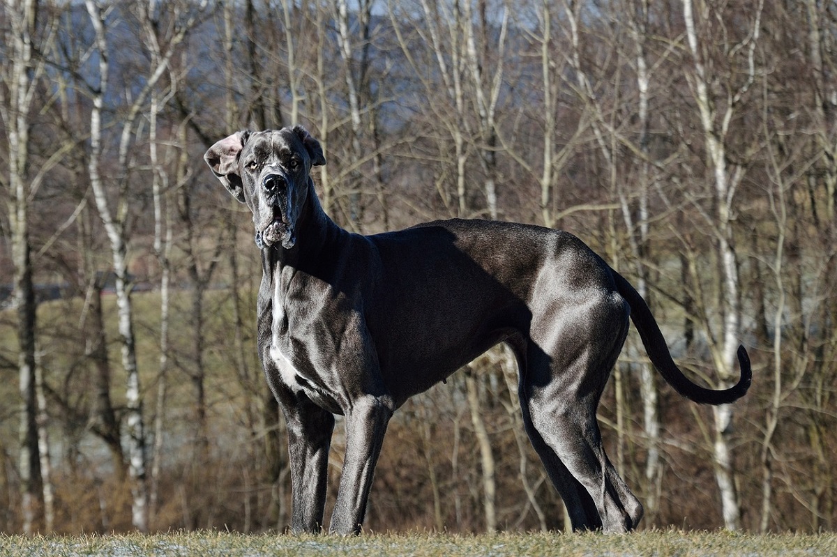 17 Types Of Blue Dog Breeds That You'll Love