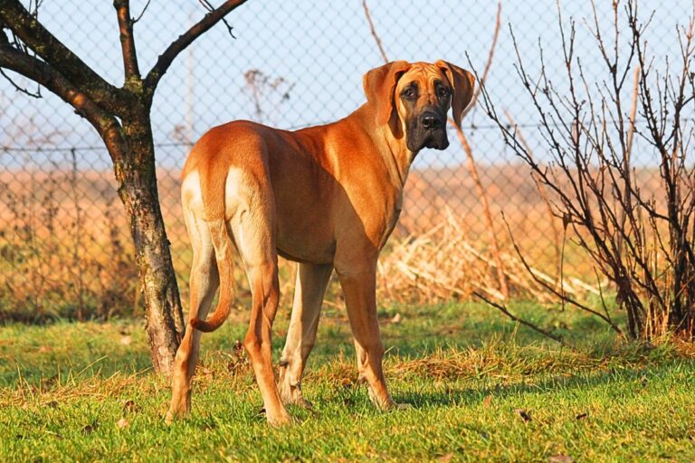Top 17 Brown Dog Breeds To Complete Your Family