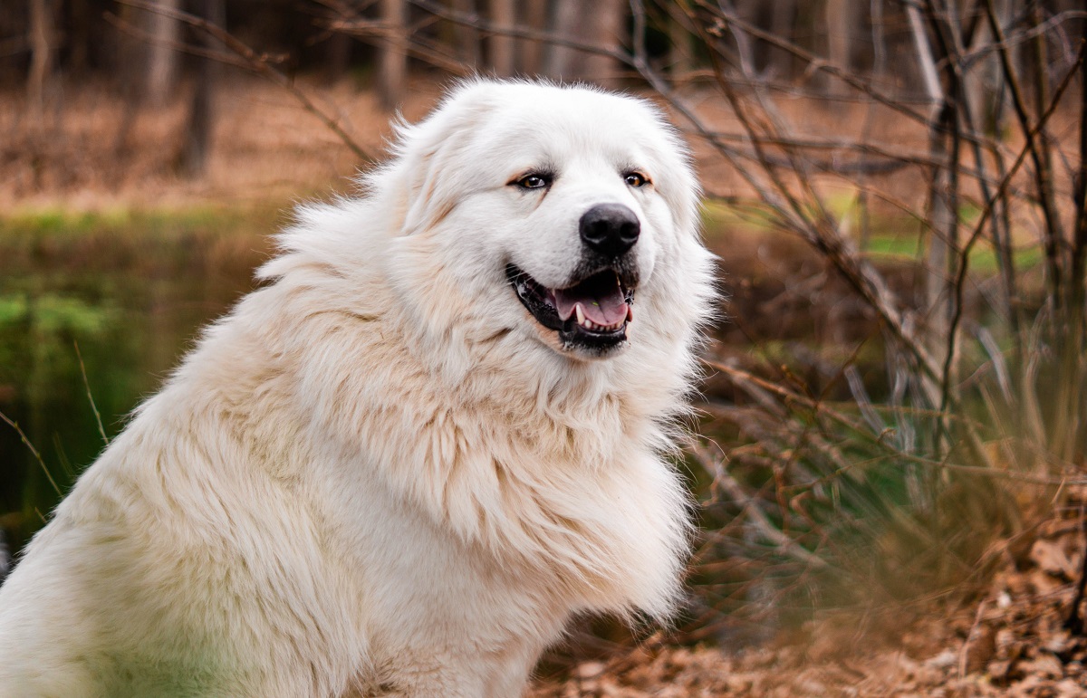 15 Most Beloved French Dog Breeds With Unmatched Style!!