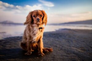 Top 17 Brown Dog Breeds To Complete Your Family