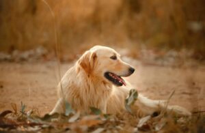 8 Types Of Golden Retrievers — Can You Stand The Cuteness?