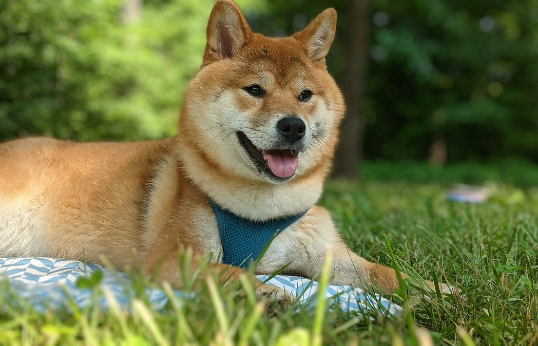 23 Most Beautiful Dog Breeds In The World (With Pictures)