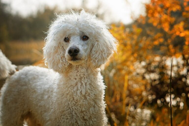 23 Most Beautiful Dog Breeds In The World (With Pictures)
