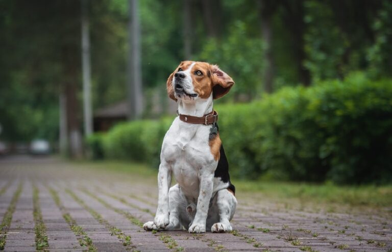 15 Of The Friendliest Dog Breeds Who Loves Everyone