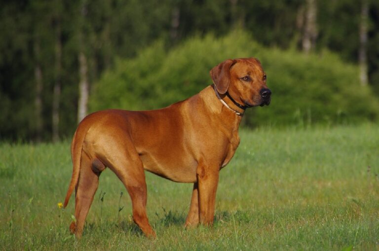 19 Best Quiet Dog Breeds That Won't Disturb The Neighbors