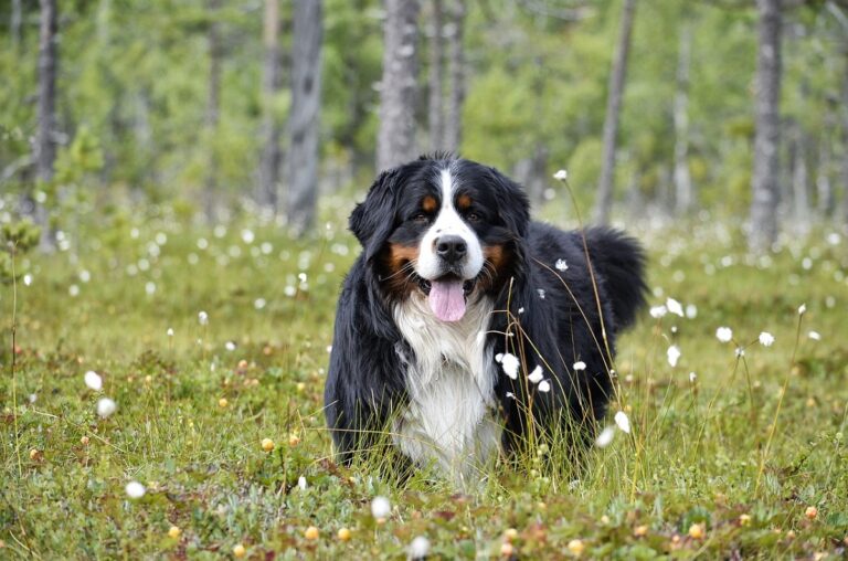 19 Best Quiet Dog Breeds That Won't Disturb The Neighbors