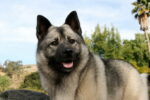 23 Spitz Dog Breeds That Are Gorgeous, Talented, & Loving