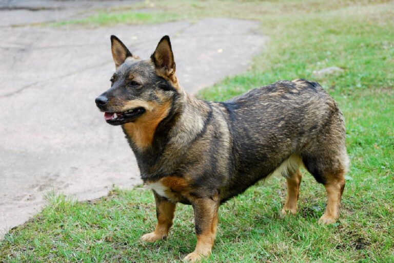 23 Spitz Dog Breeds That Are Gorgeous, Talented, & Loving
