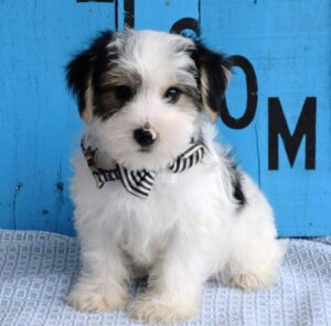 7 Different Types Of Yorkie Breeds