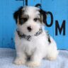 7 Different Types Of Yorkie Breeds
