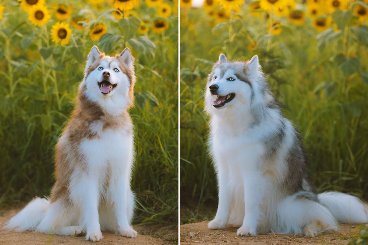 23 Most Beautiful Dog Breeds In The World (With Pictures)