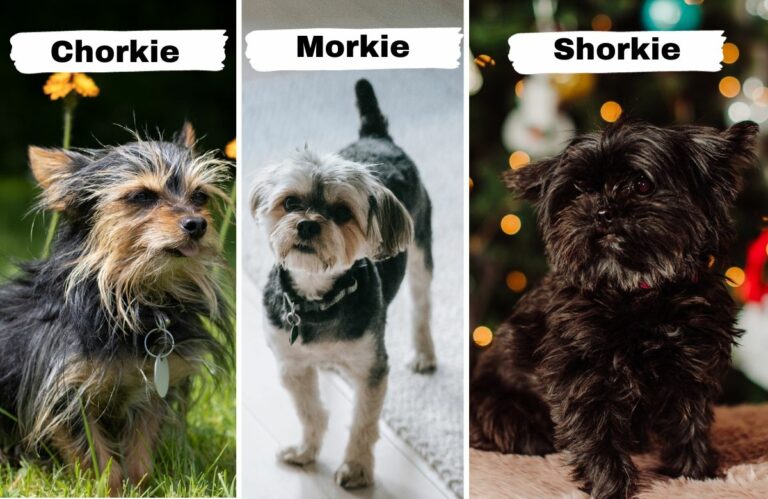 7 Different Types Of Yorkie Breeds