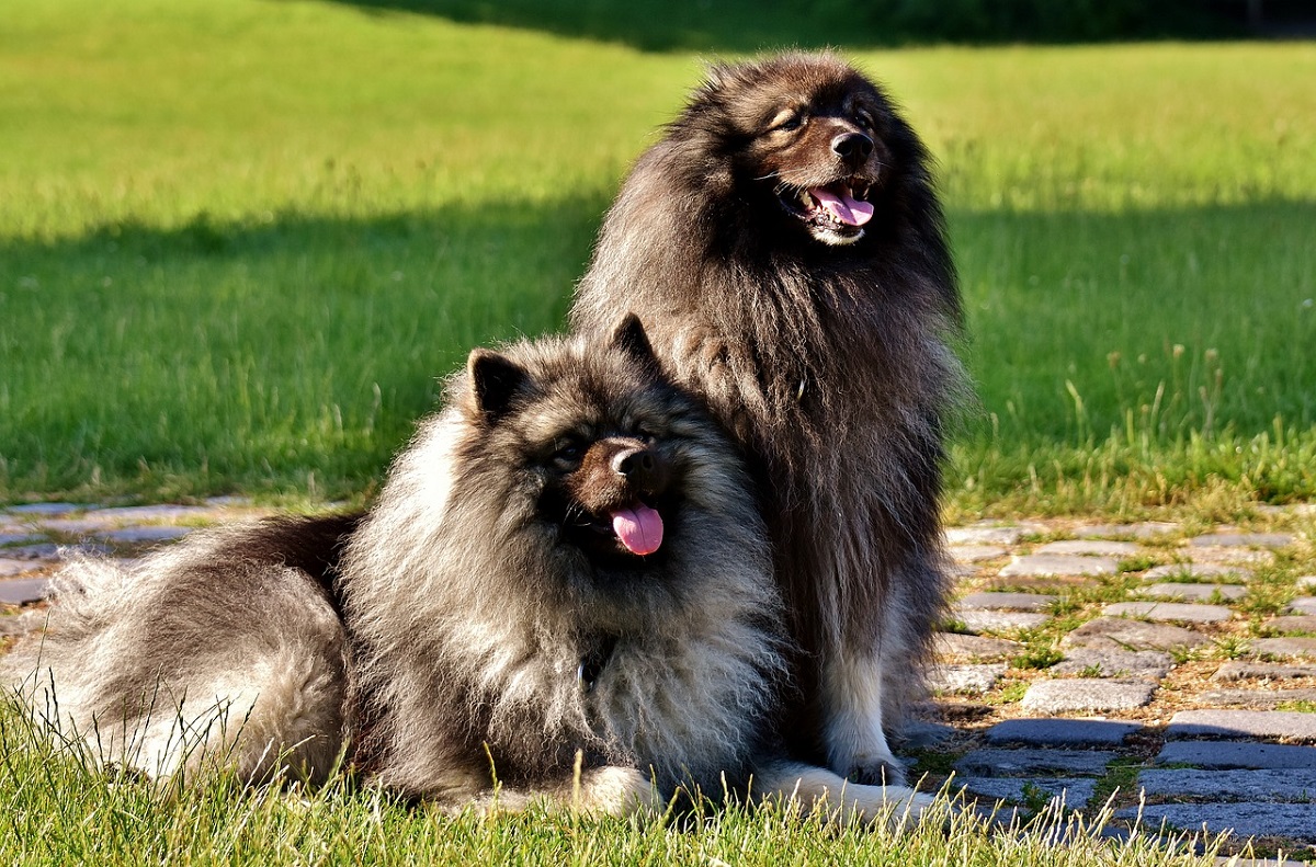 23 Spitz Dog Breeds That Are Gorgeous, Talented, & Loving