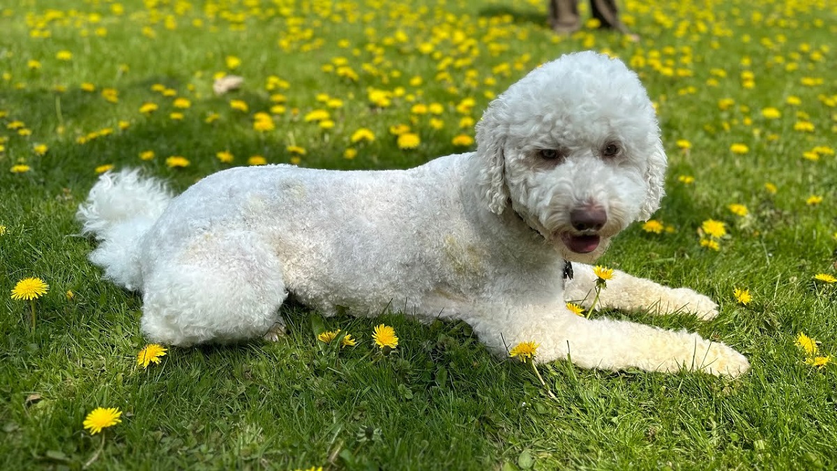 Explore The Curly World Of Different Types Of Poodle Breeds
