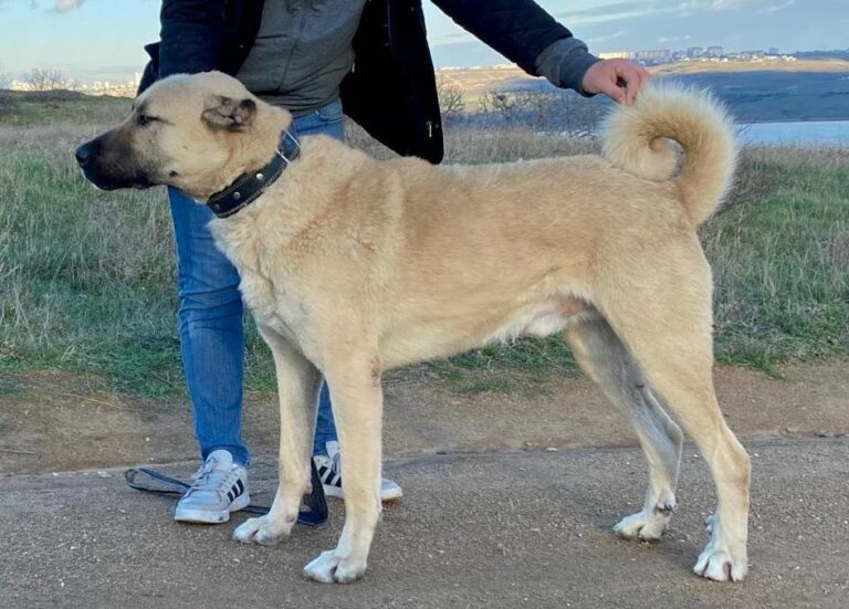 16 Toughest & Strongest Dog Breeds With Incredible Power