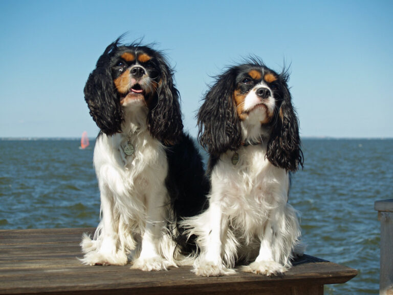 23 Most Beautiful Dog Breeds In The World (With Pictures)