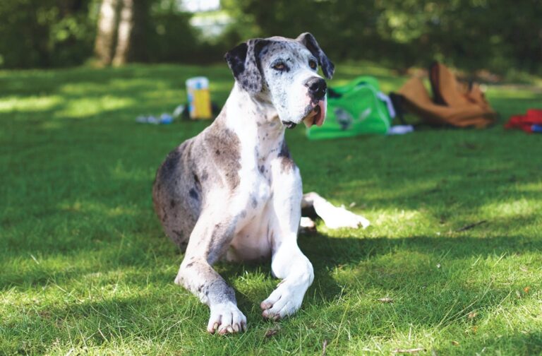 23 Most Beautiful Dog Breeds In The World (With Pictures)
